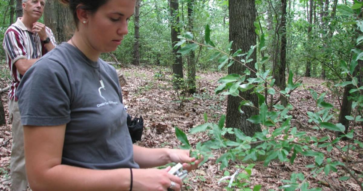 Potential Value of Autumn Olive as a Tool to Restore Degraded Soils ...