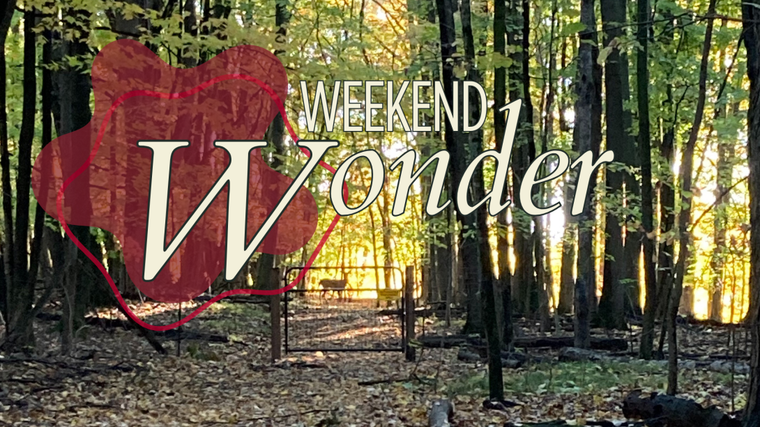 Weekend Wonder - Ecosystem Preserve | Calvin University
